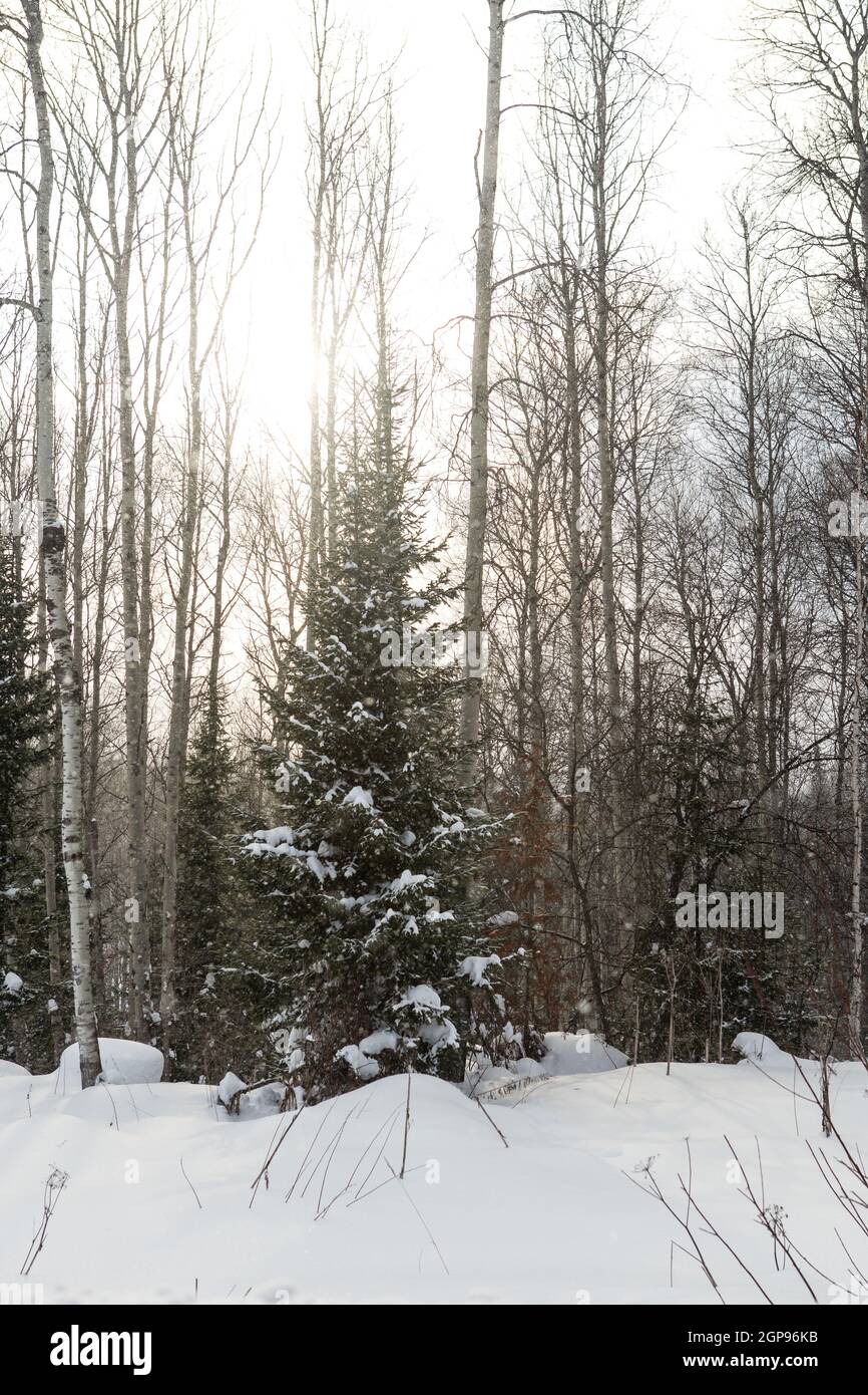 Spruce in the winter forest in a snowfall, Siberia, Russia Stock Photo ...