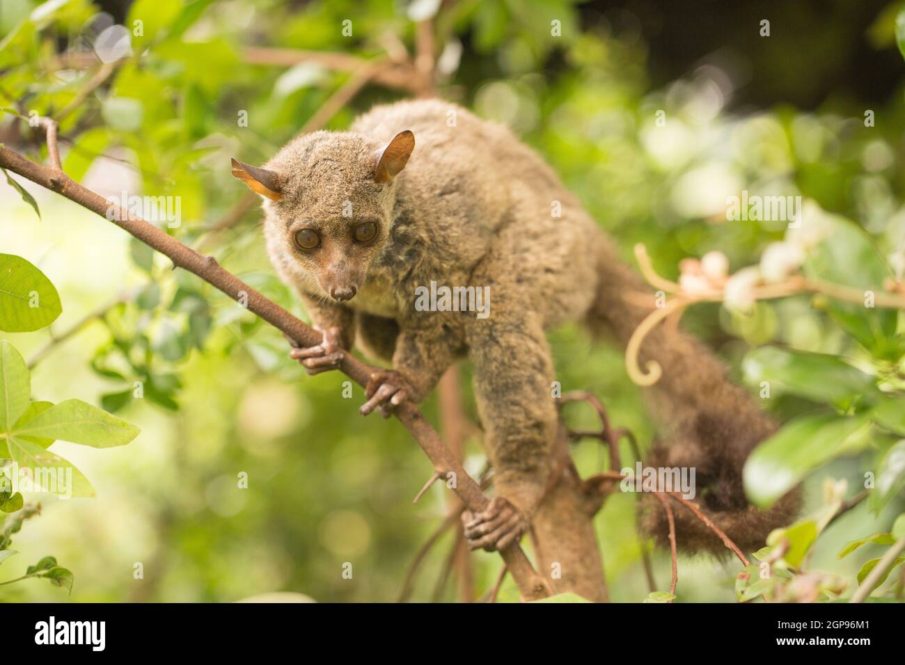 Northern greater galago hi-res stock photography and images - Alamy