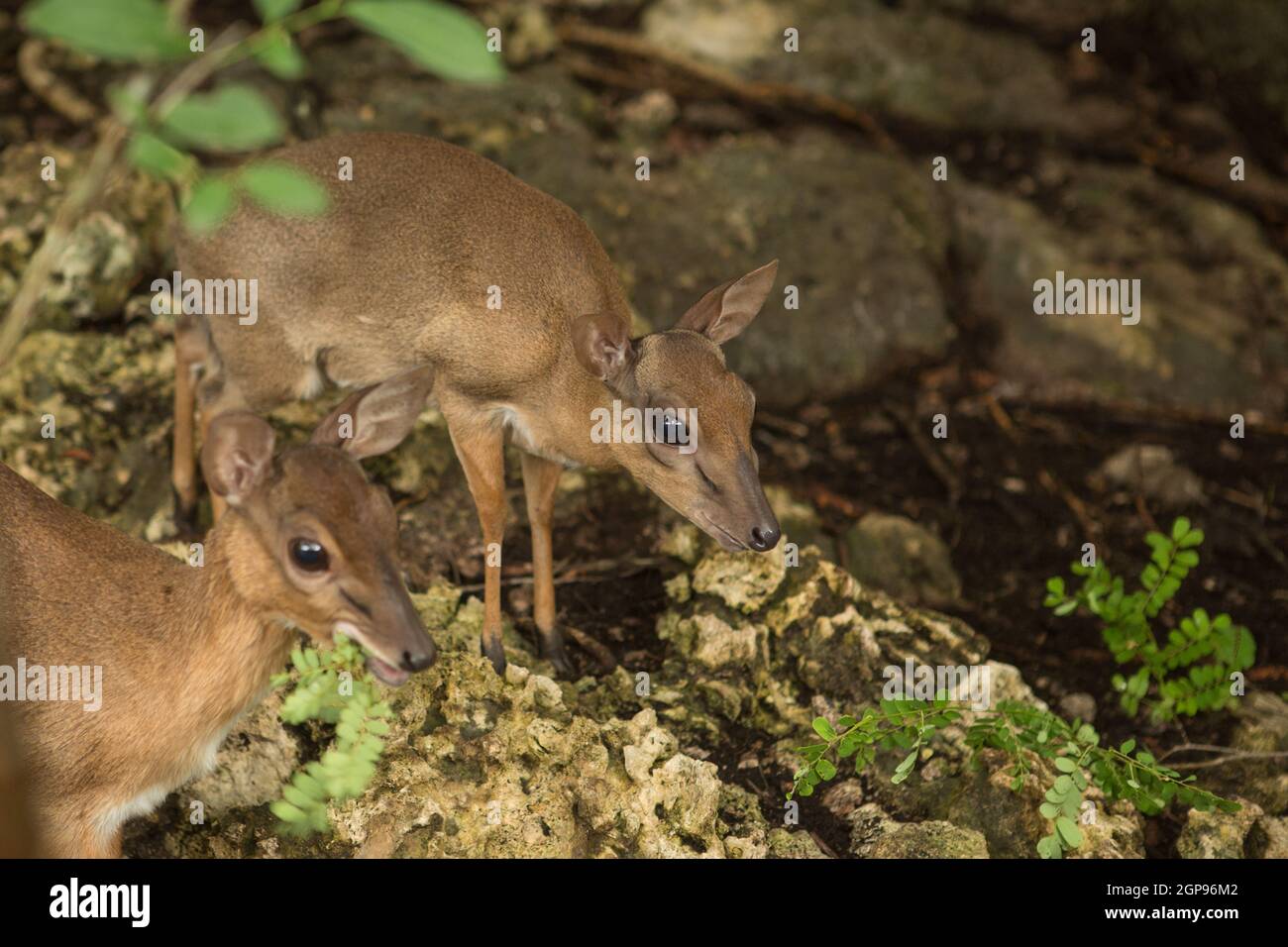 Skittish miniature antelopes at the Zanzibar Zoo, Africa Stock Photo ...