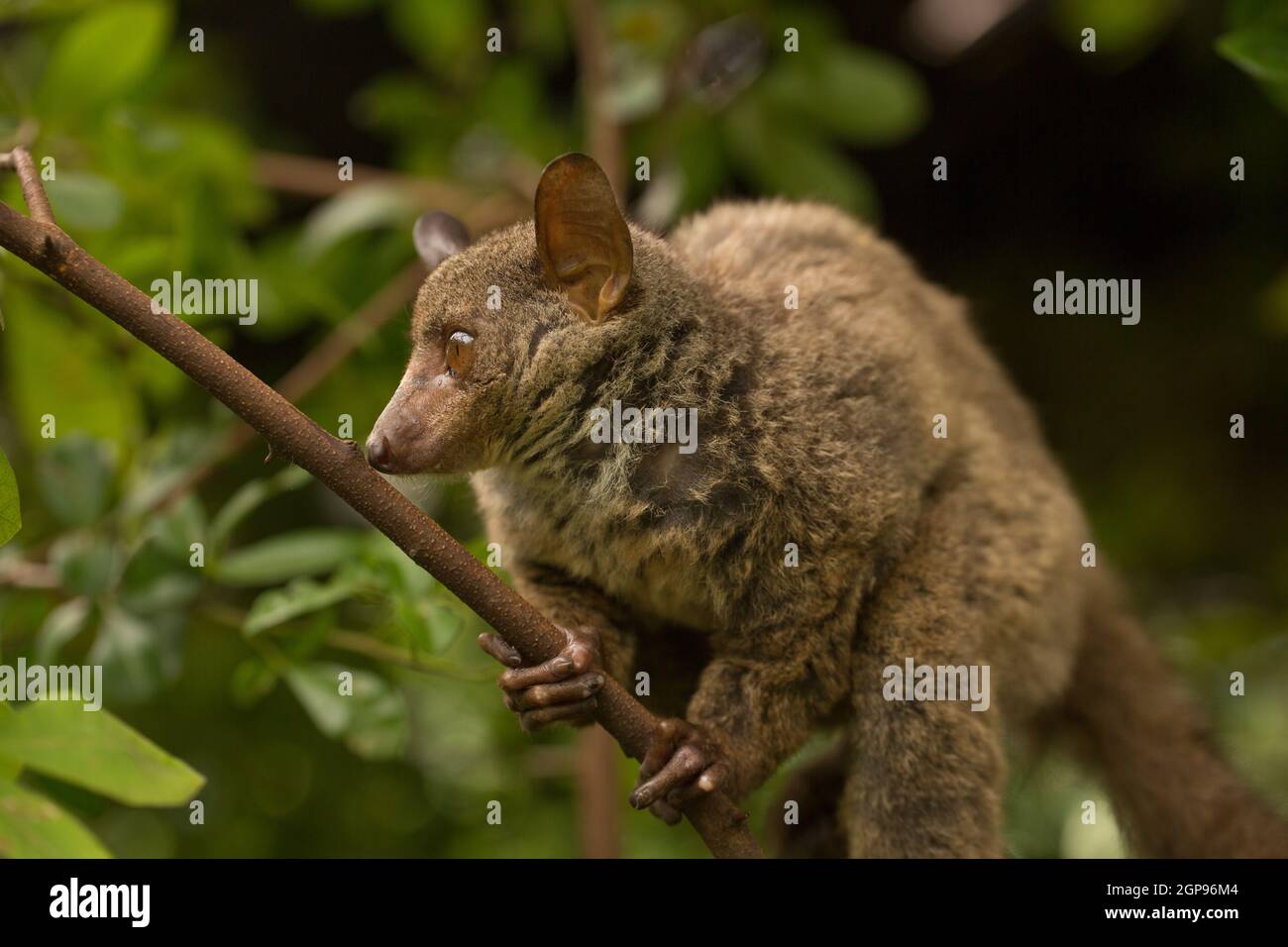 Brown greater galago otolemur hi-res stock photography and images - Alamy