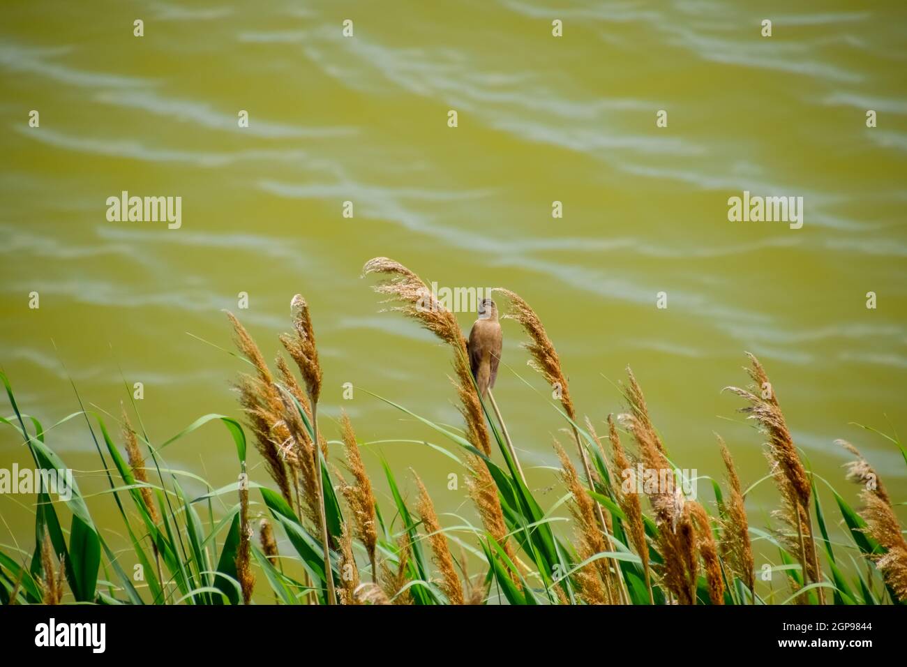 Warbler Acrocephalus sits on reed stalks by the lake Stock Photo - Alamy