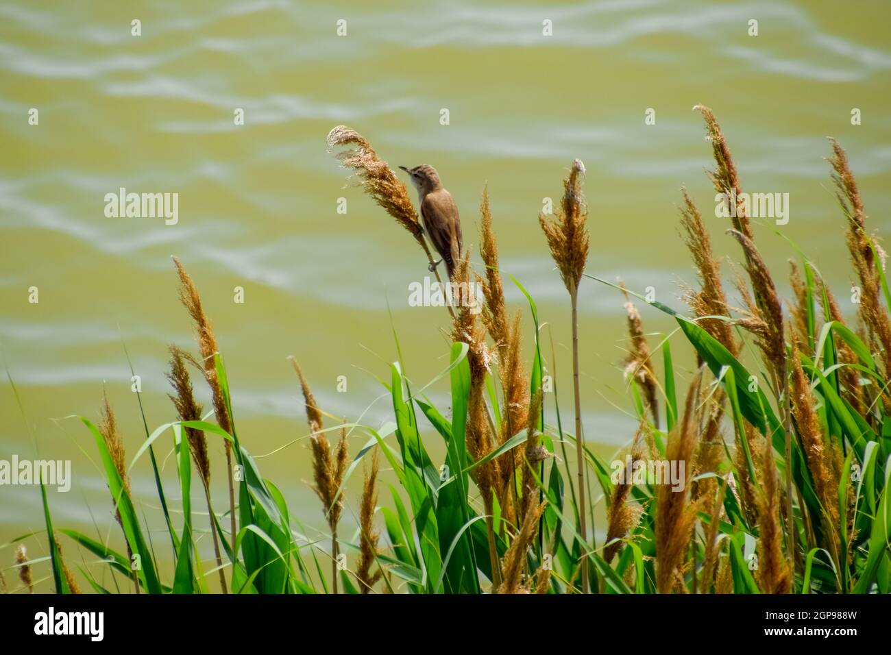 Breeding adult behavior marsh hi-res stock photography and images - Alamy