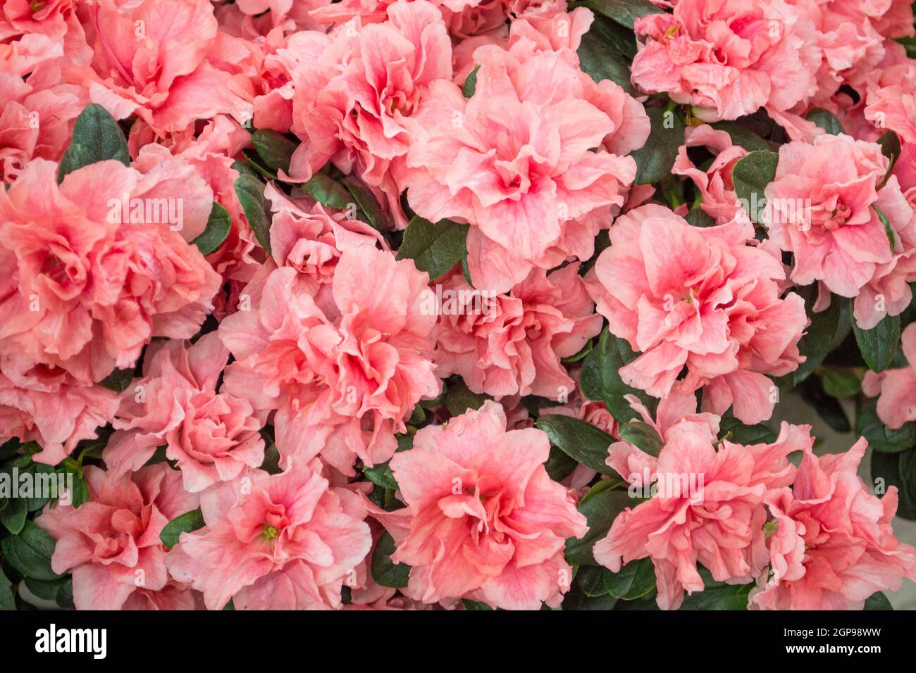 Azalea japonica kermesina hi-res stock photography and images - Alamy