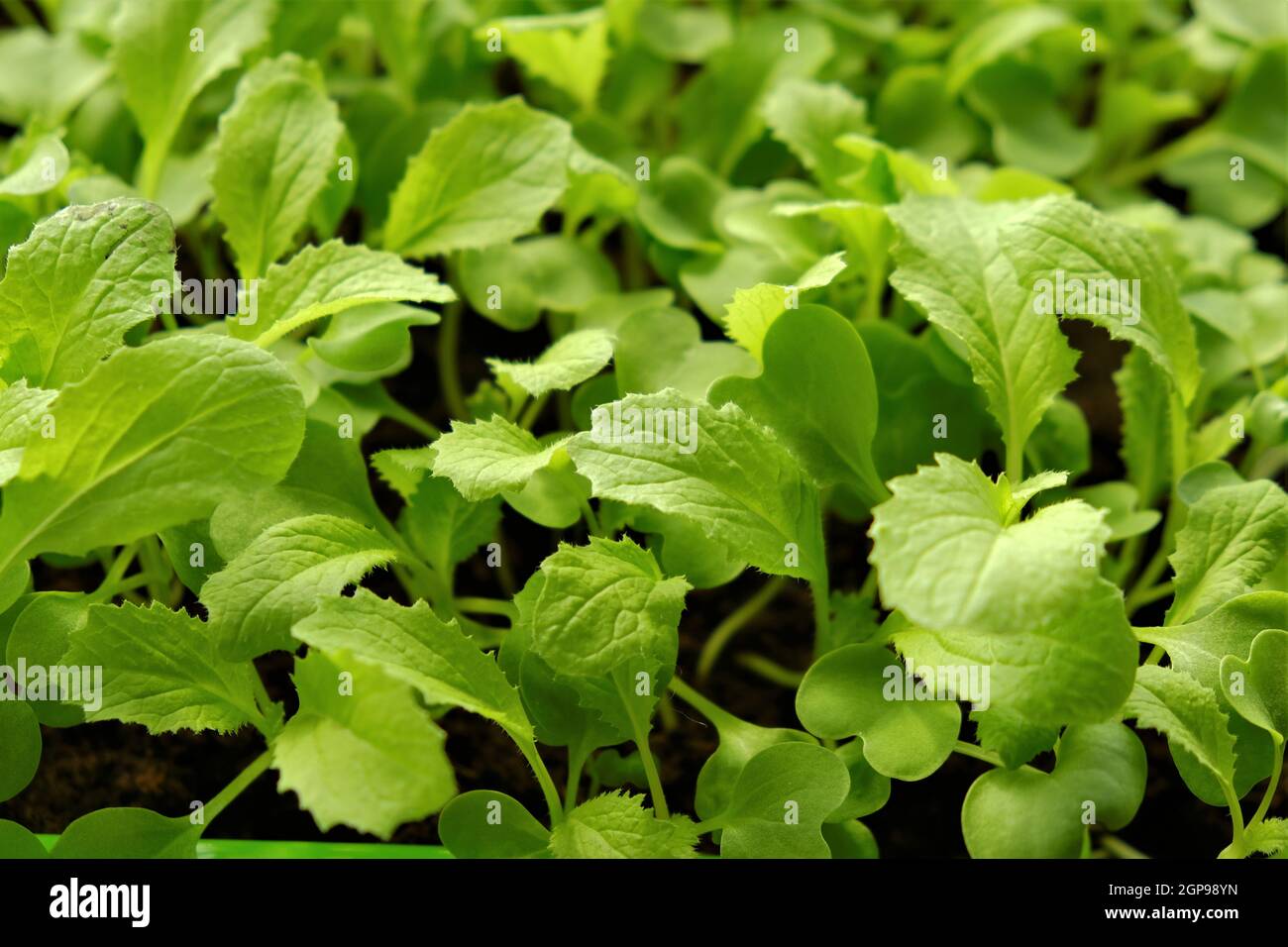 Chinese cabbage seedling in drops of water.cultivation of Chinese ...