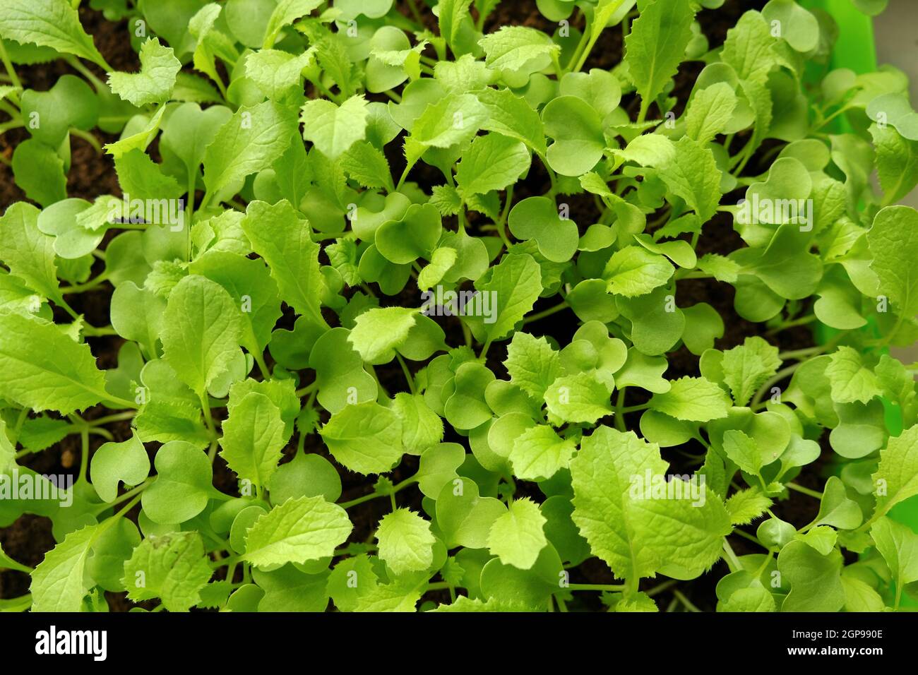 Chinese cabbage seedling in drops of water.cultivation of Chinese ...