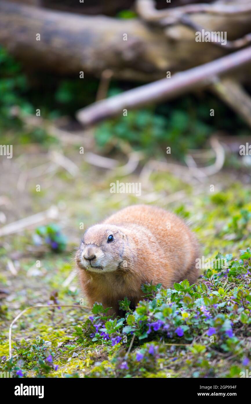 Prairie dog africa hi-res stock photography and images - Alamy