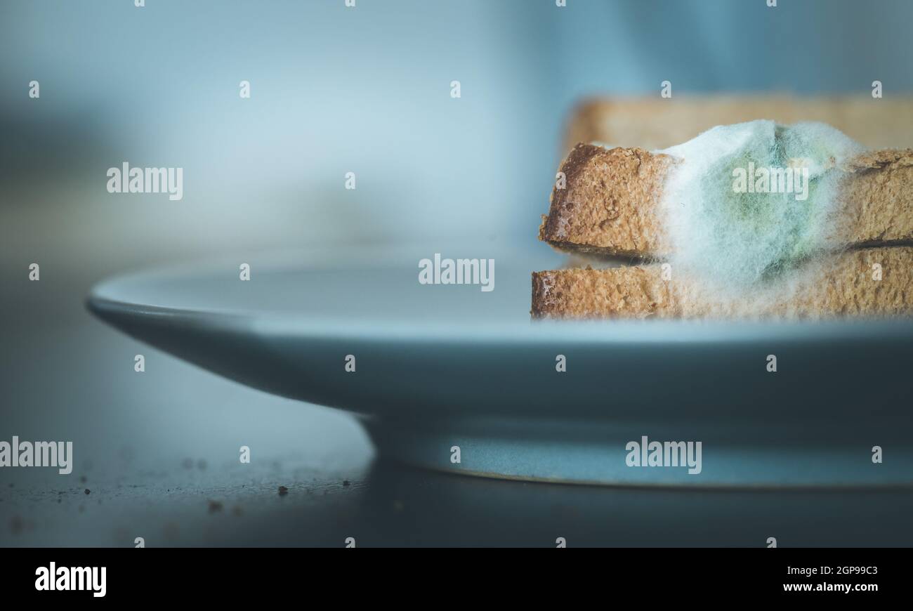 Rotten toast slices with green mildew on it Stock Photo - Alamy