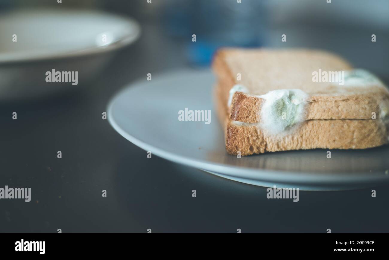 Green mildew hi-res stock photography and images - Alamy