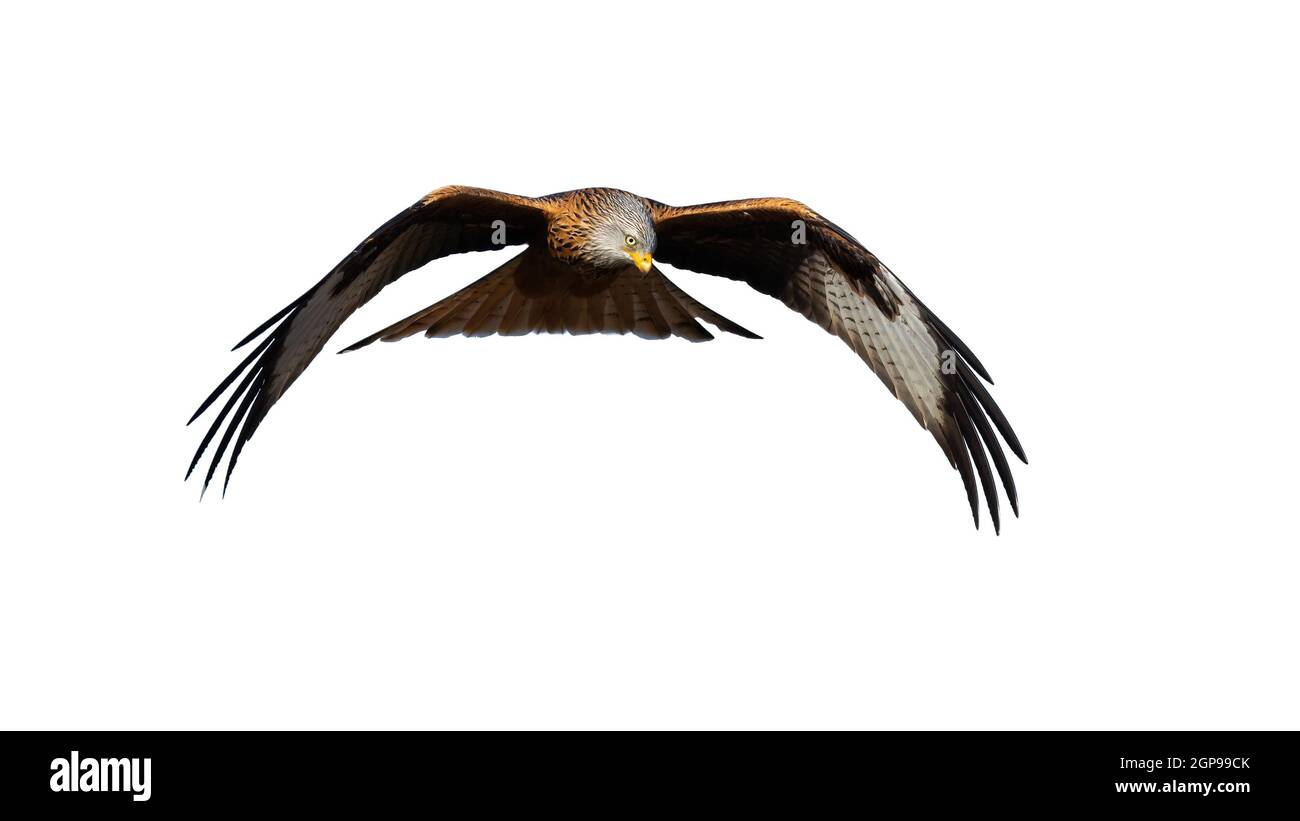 Red kite, milvus milvus, with spread wings in the air cut ut on blank ...