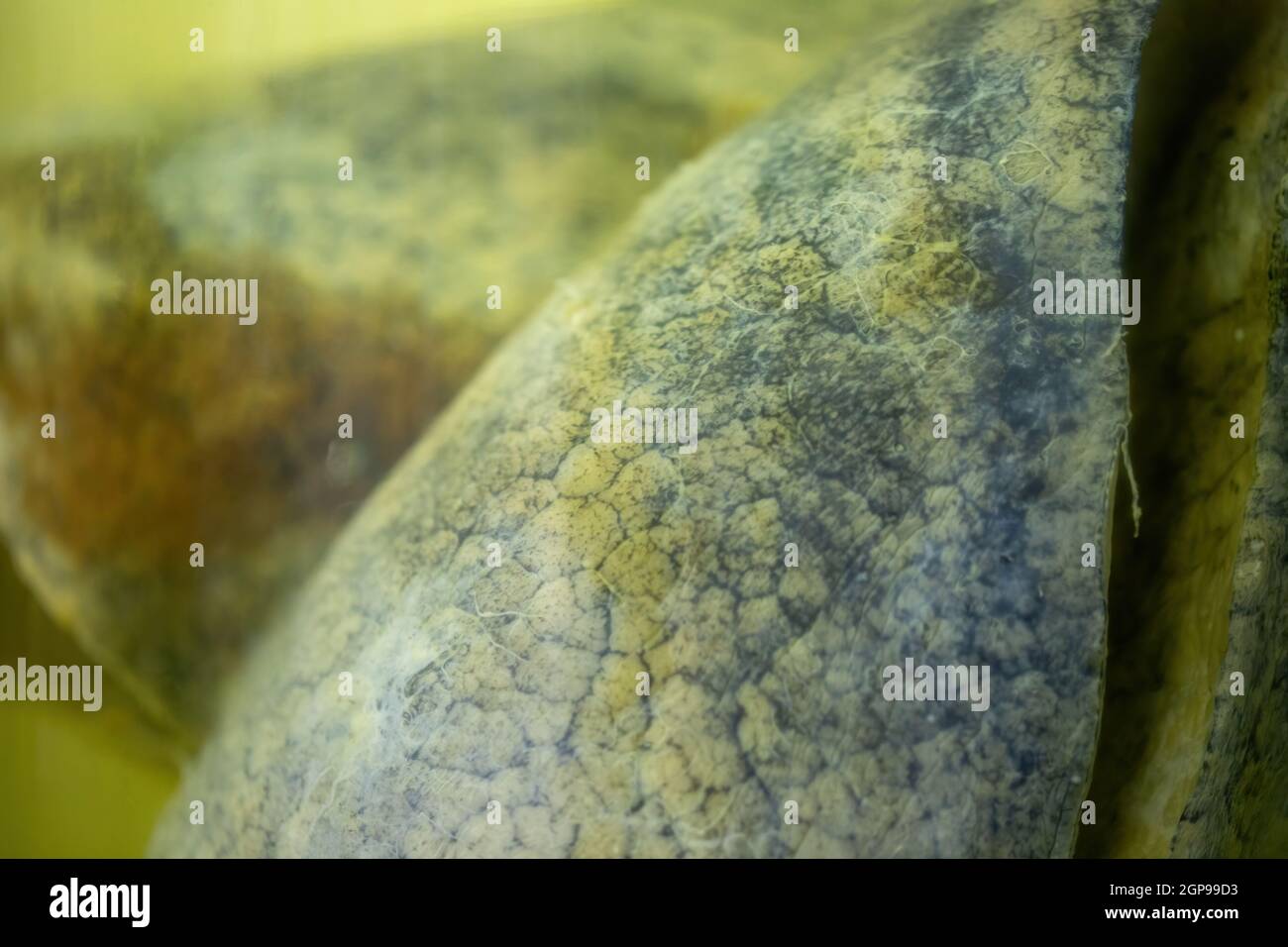 Detailed view of lungs with cancer with copy space. Morbid image of ...