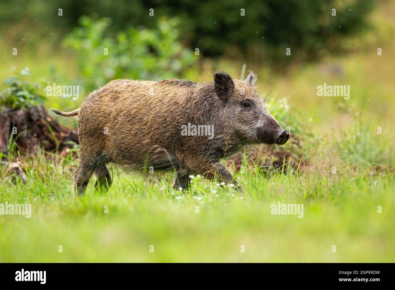 Young wild boar, sus scrofa, walking on a glade with green grass in ...