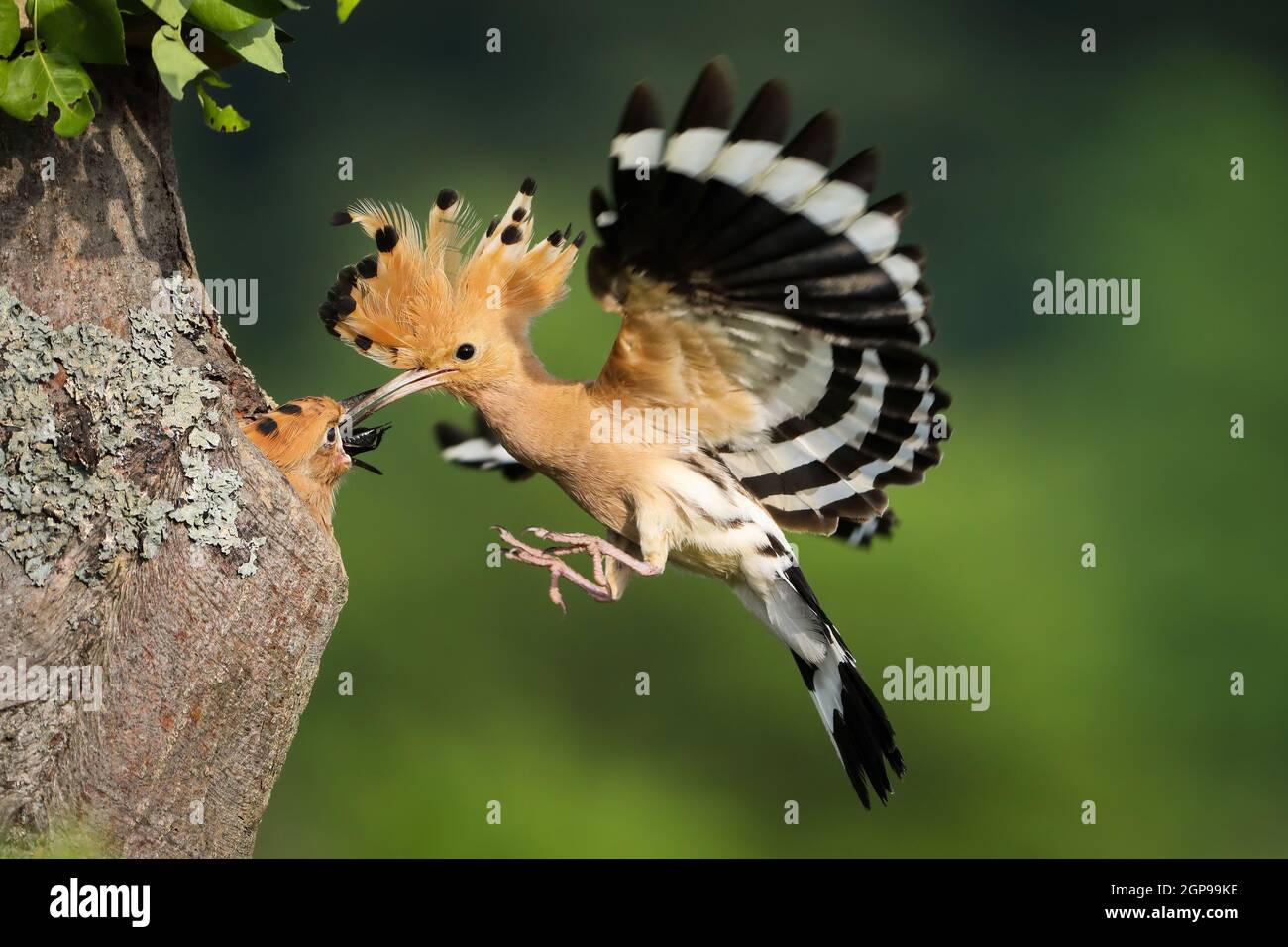 Baby hoopoe hi-res stock photography and images - Alamy