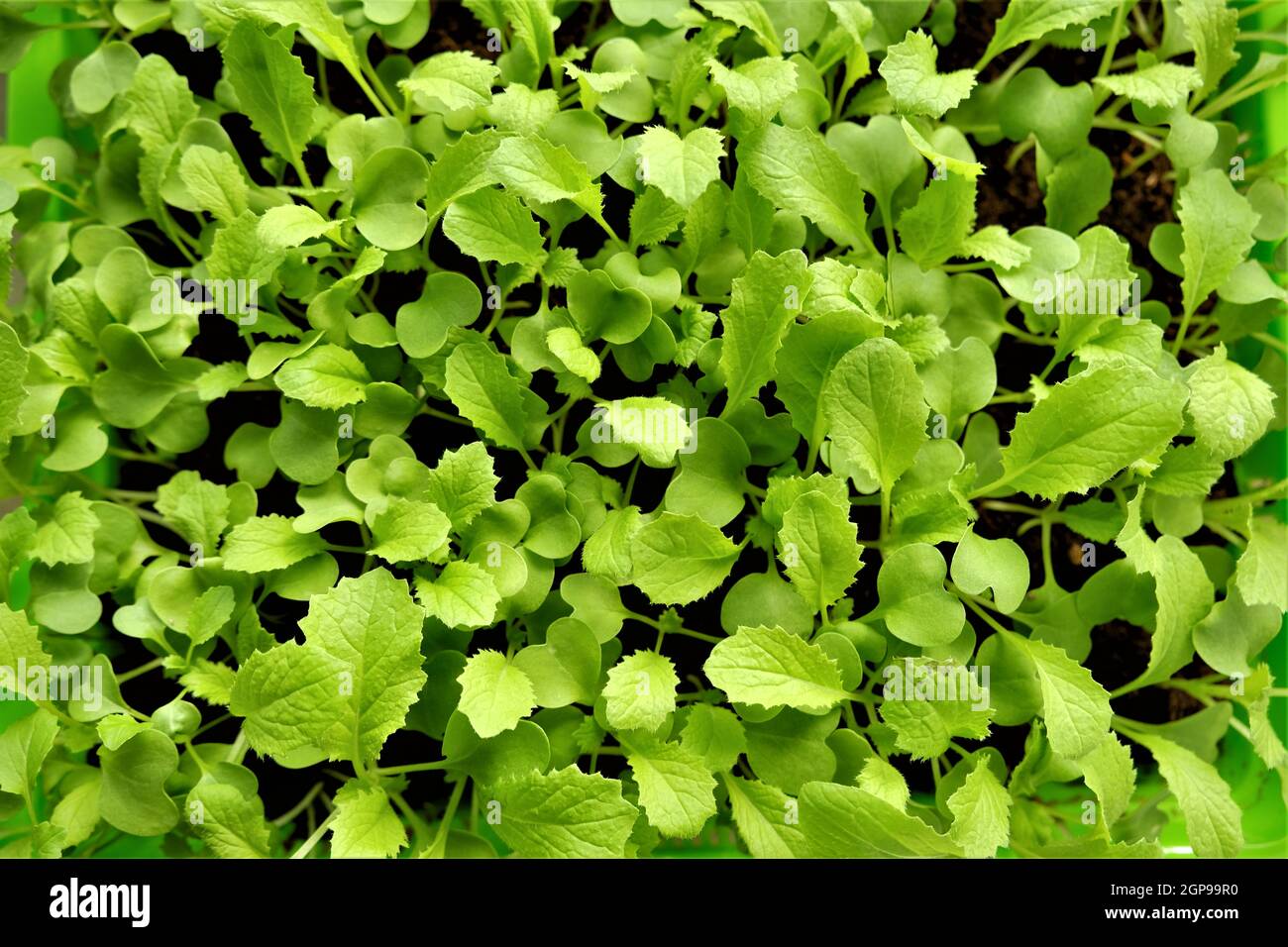 Chinese cabbage seedling in drops of water.cultivation of Chinese ... Chinese cabbage seedling in drops of water.cultivation of Chinese ...