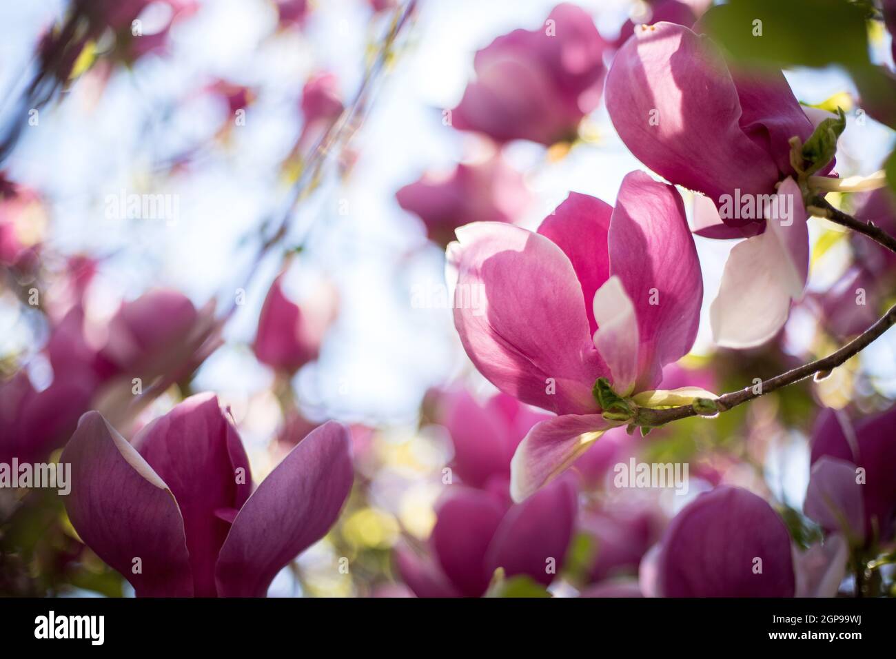 Ping magnolia hi-res stock photography and images - Alamy