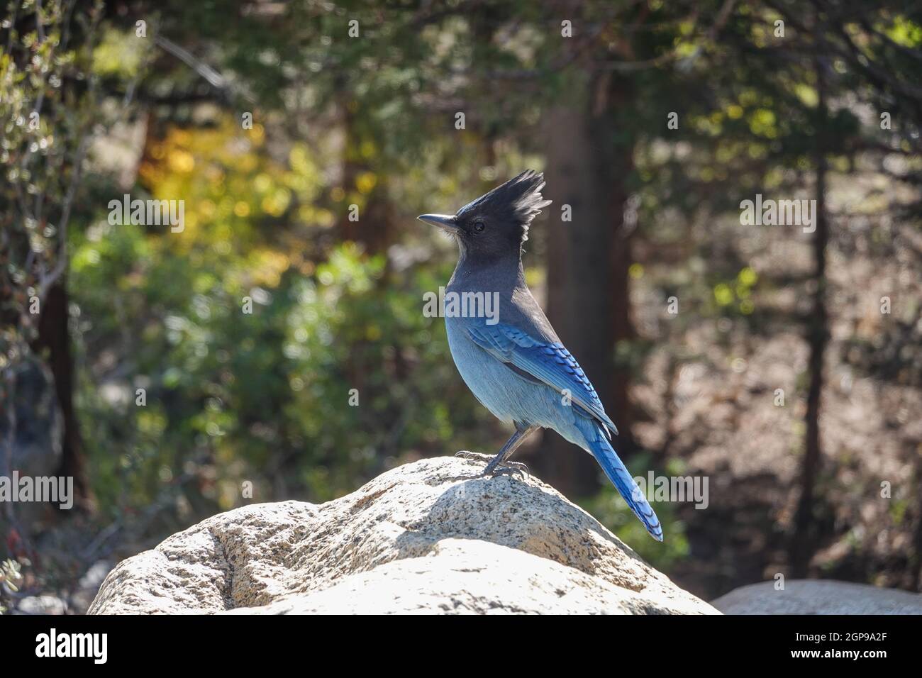 California native birds hi-res stock photography and images - Alamy