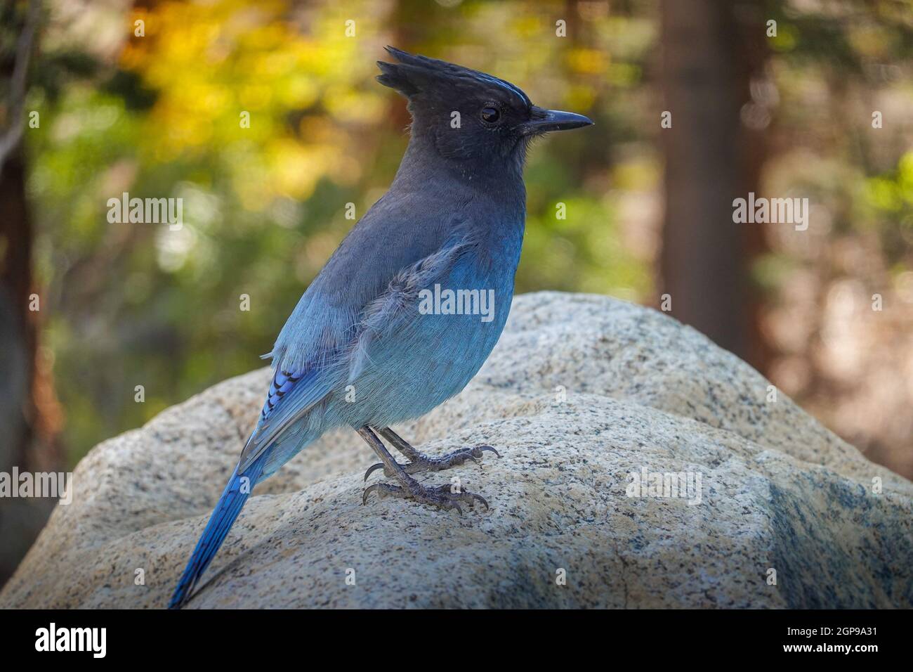 California native birds hi-res stock photography and images - Alamy