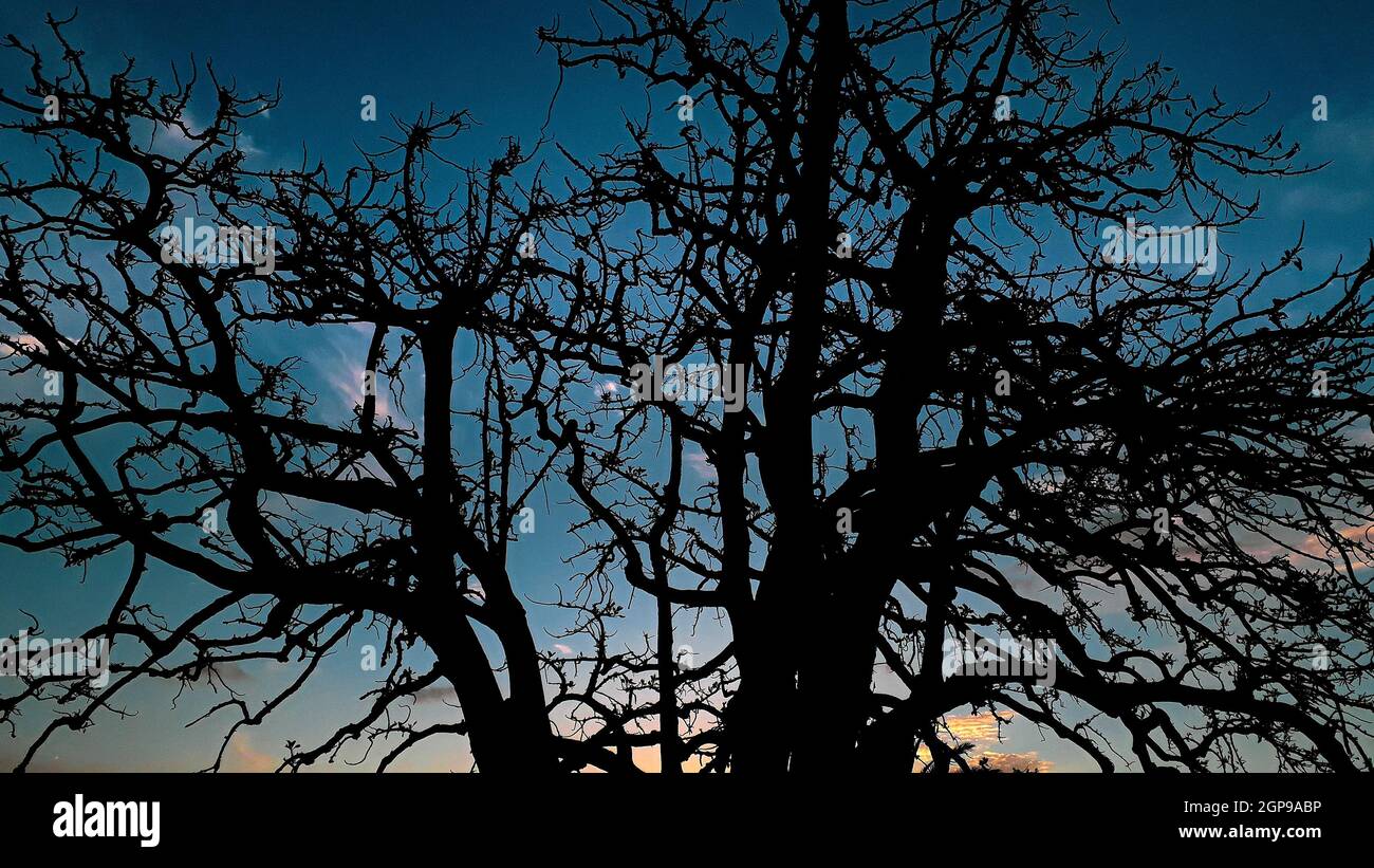 High contrast sunset silhouette tree branches photo Stock Photo - Alamy