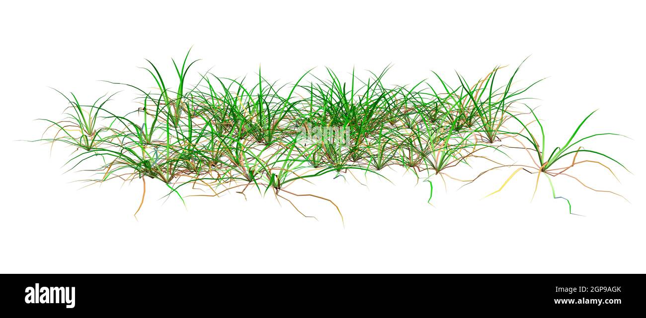 3D rendering of a patch of grass isolated on white background Stock ...