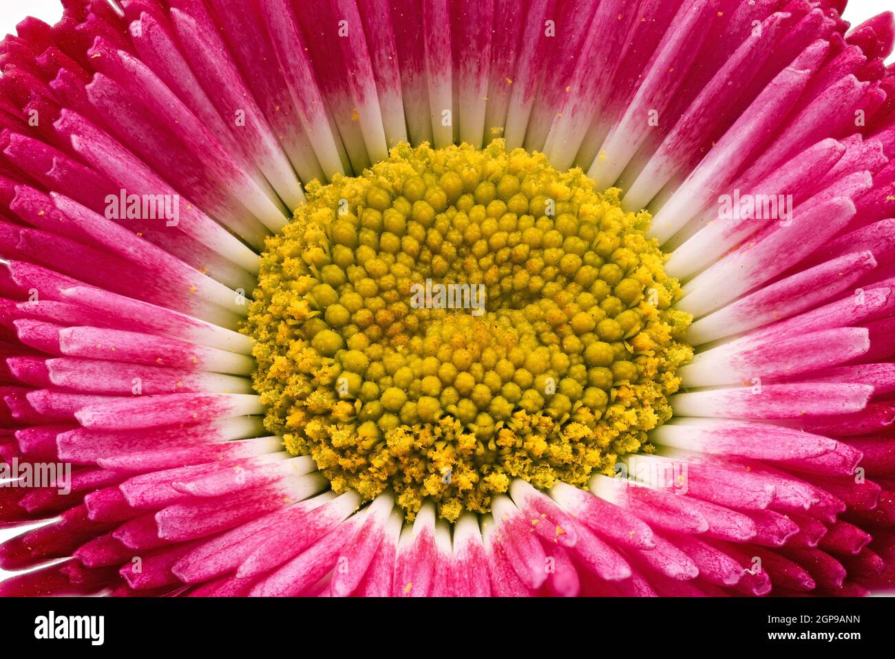 Daisy studio shot hi-res stock photography and images - Alamy