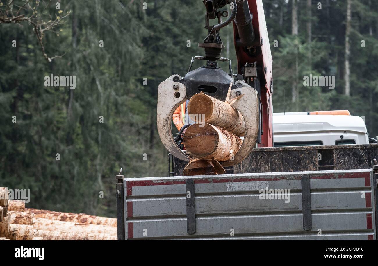 Logging Truck And National Forest High Resolution Stock Photography and ...