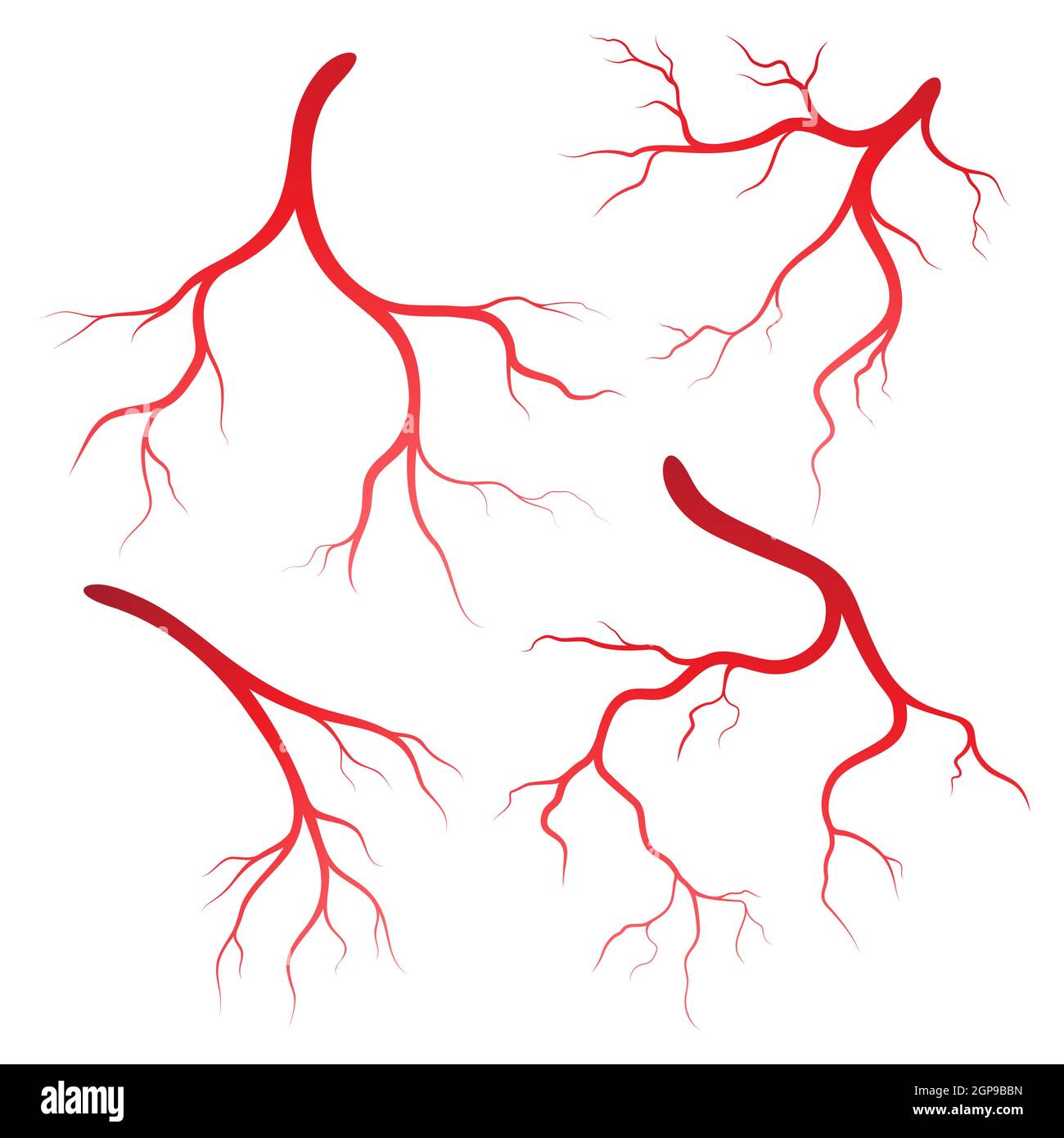 Human veins and arteries illustration design template Stock Photo - Alamy