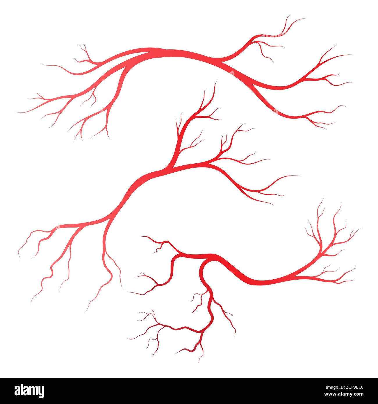 Human veins and arteries illustration design template Stock Photo - Alamy