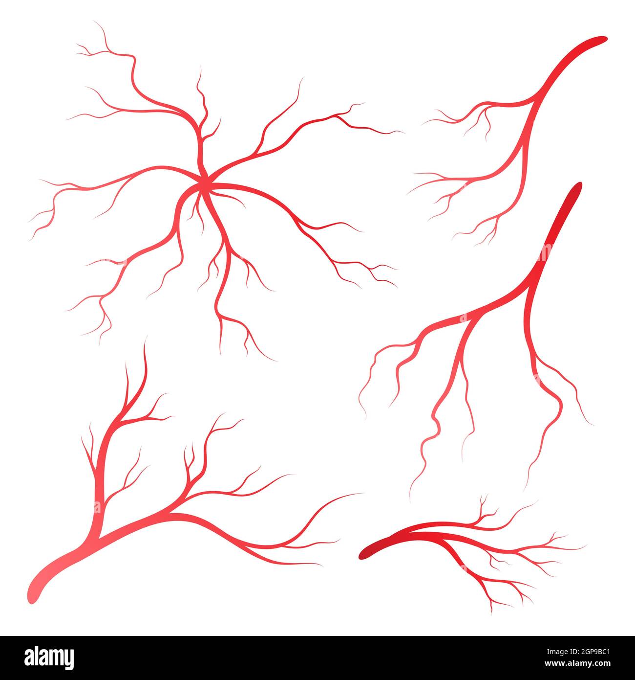 Human veins and arteries illustration design template Stock Photo - Alamy