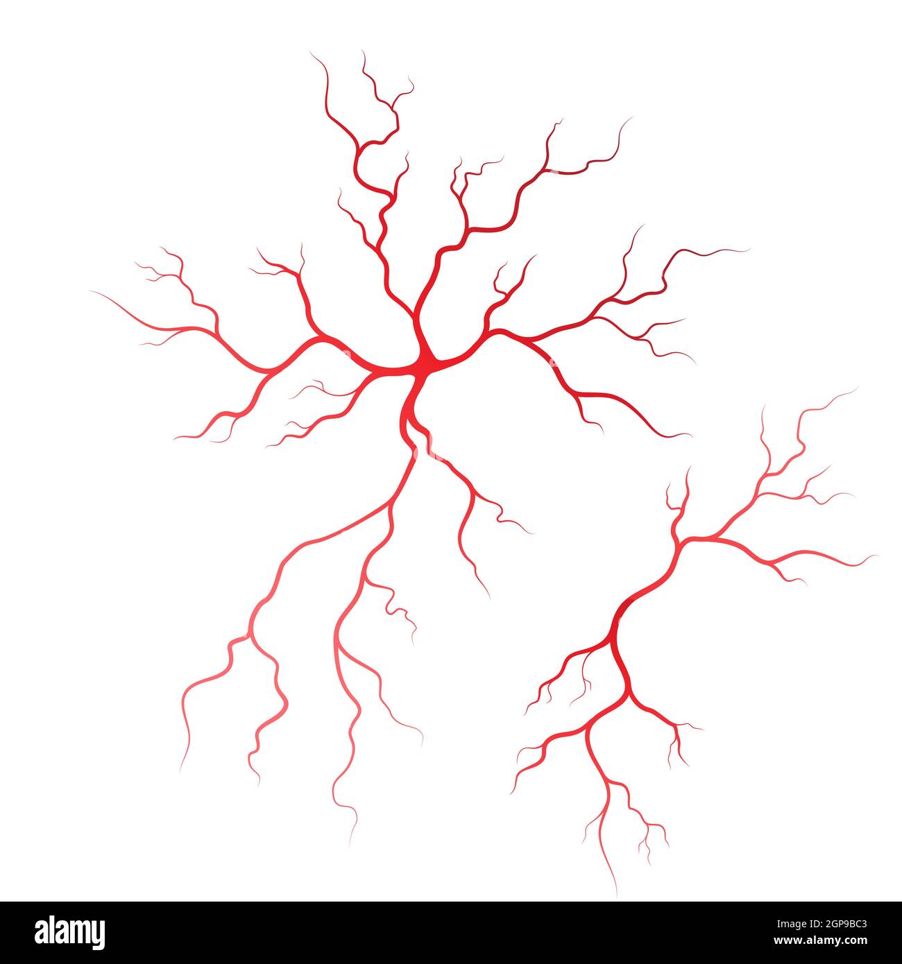 Human veins and arteries illustration design template Stock Photo - Alamy