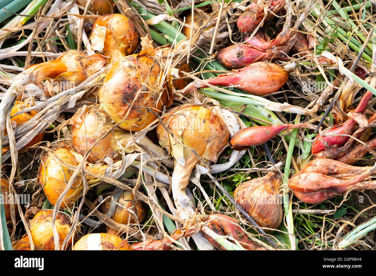 yellow onions and shallots drying in the summer sun in a permaculture ...