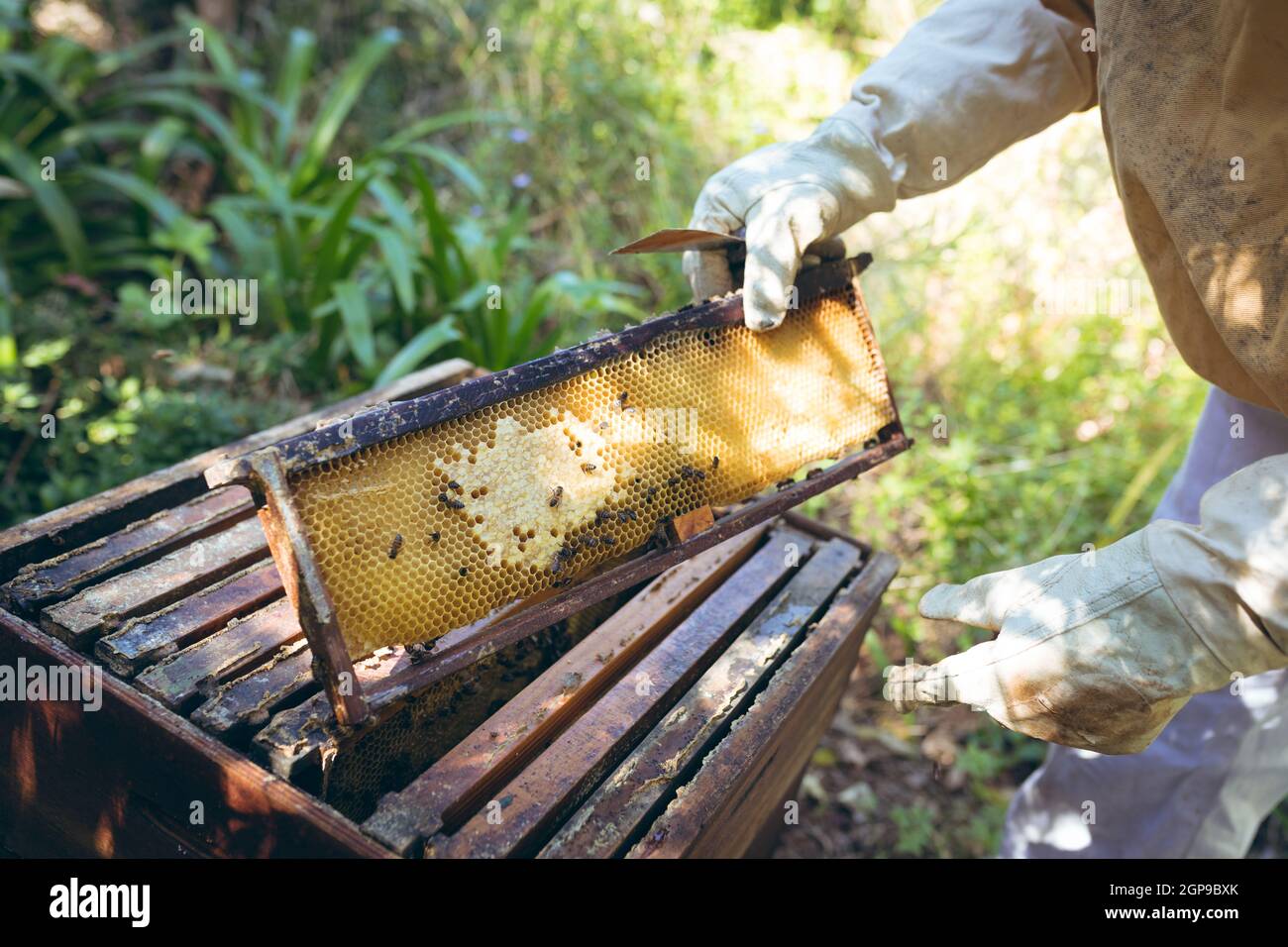 Hand bee holding honeycomb hi-res stock photography and images - Alamy