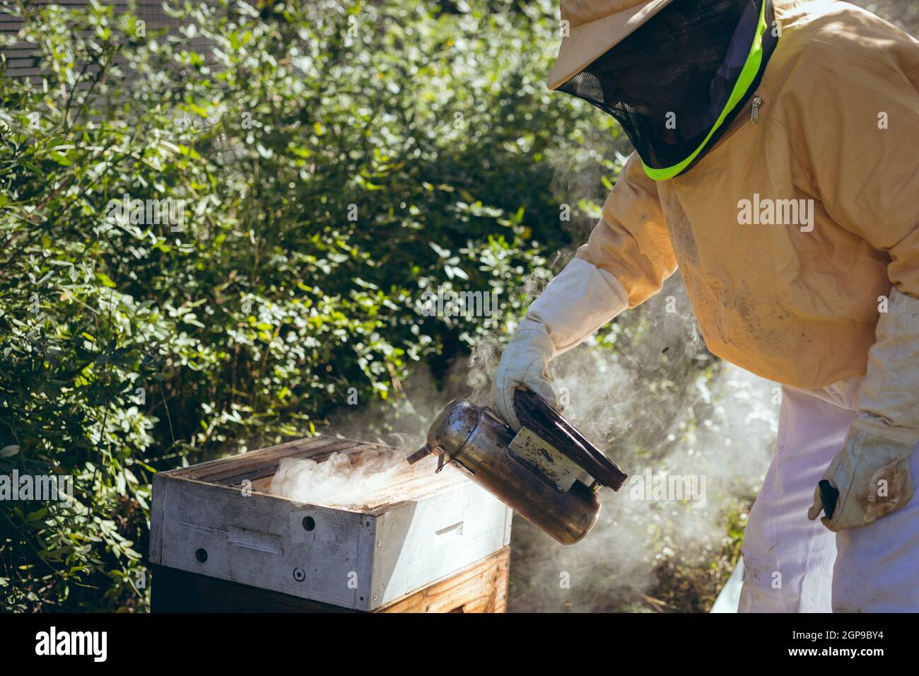Caucasian senior man wearing beekeeper uniform trying to calm bees with ...