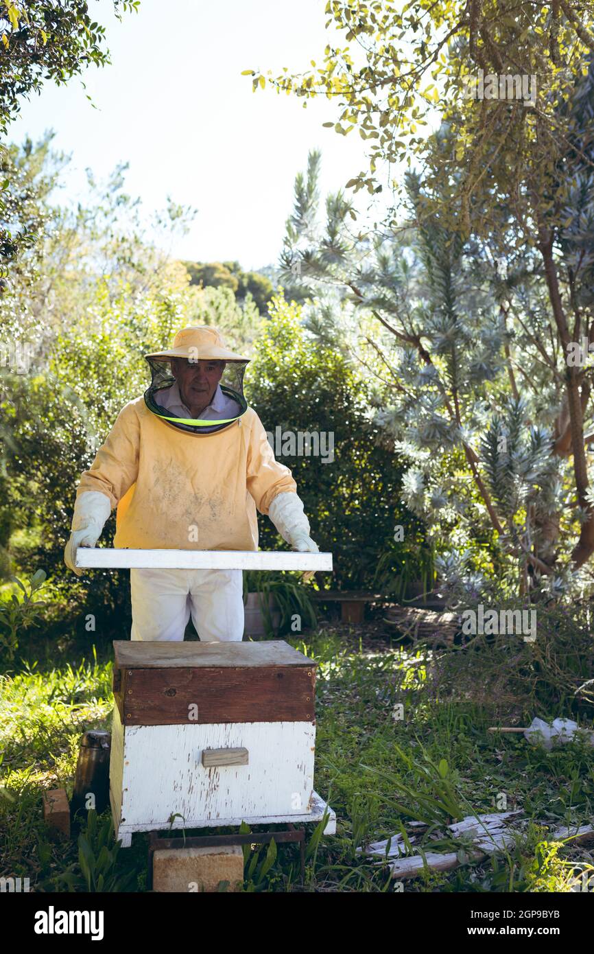 Man with bees hi-res stock photography and images - Alamy