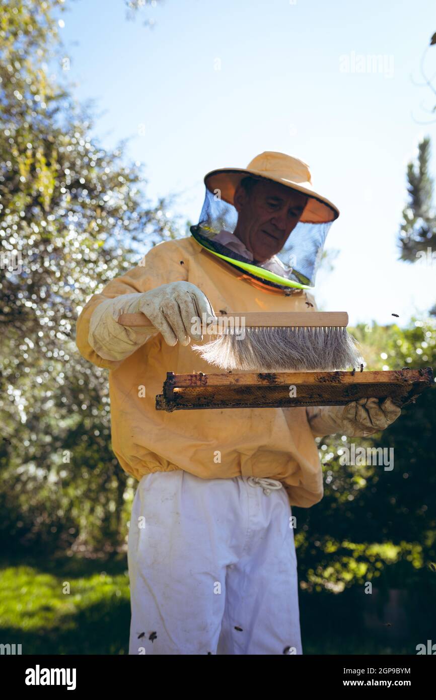 Cleaning bee hive hi-res stock photography and images - Alamy