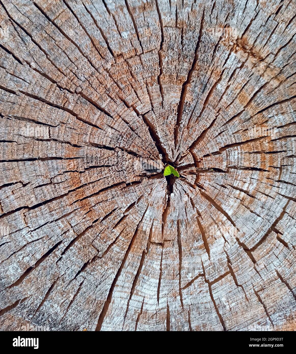 Sprout breaking through from cut tree. New life. Fight for life ...