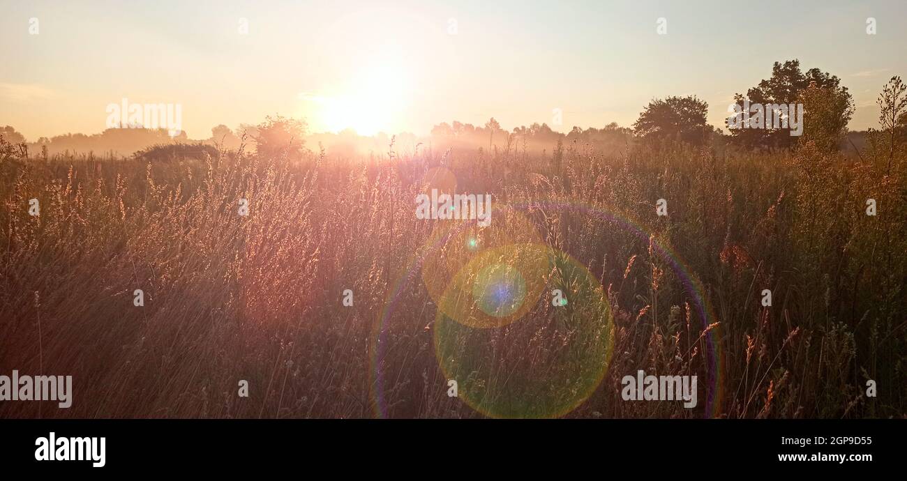 Summer landscape with sunny rays falling to field in morning. Hot ...