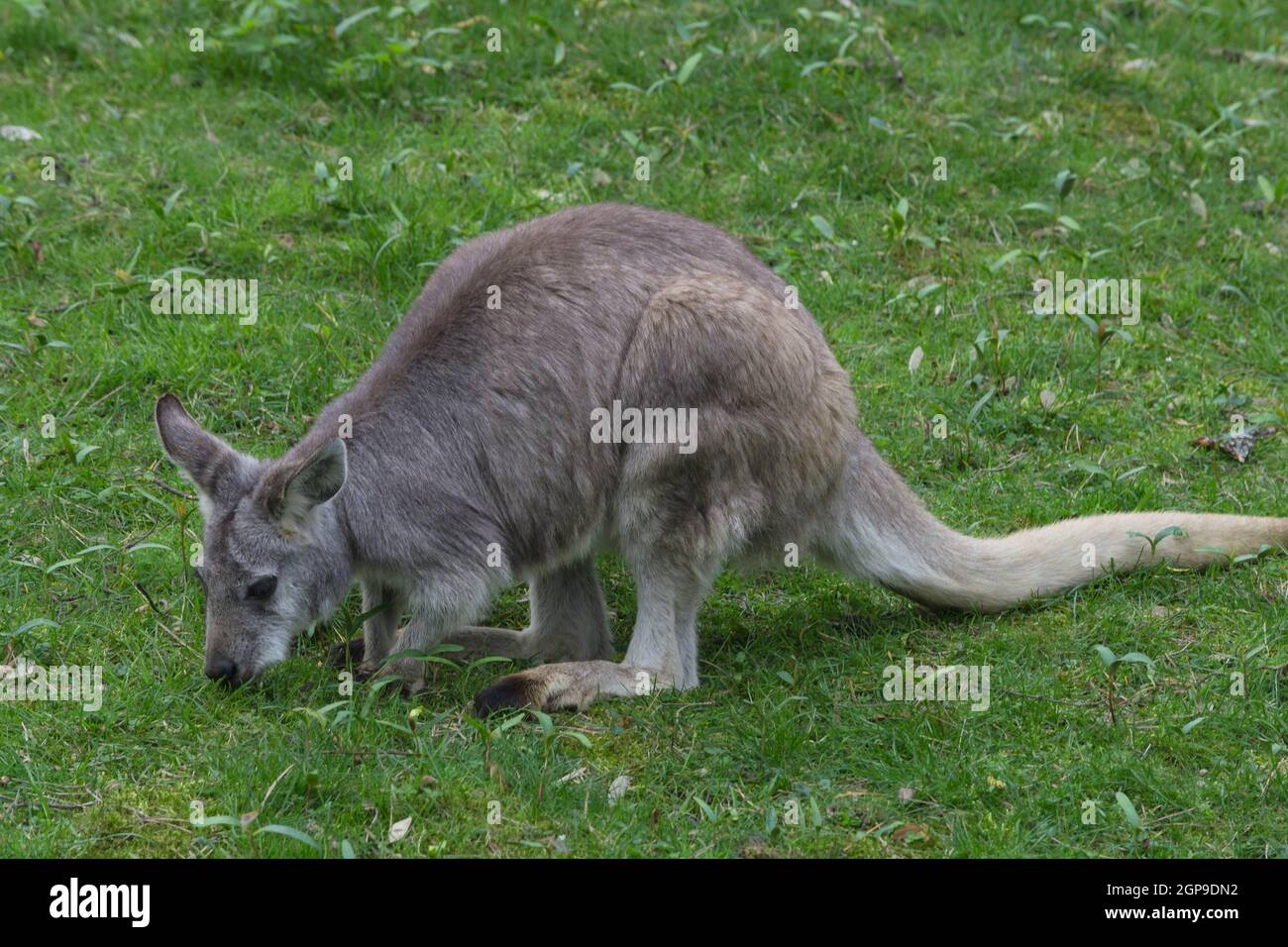 Kangaroo in the wild hi-res stock photography and images - Alamy