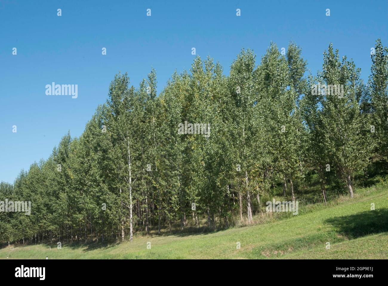 Rotation plantation hi-res stock photography and images - Alamy