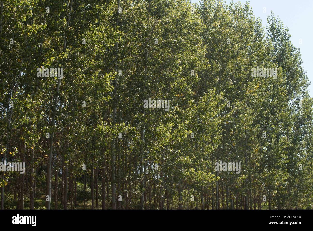 poplar trees as energy wood growing in a short plantation Stock Photo ...