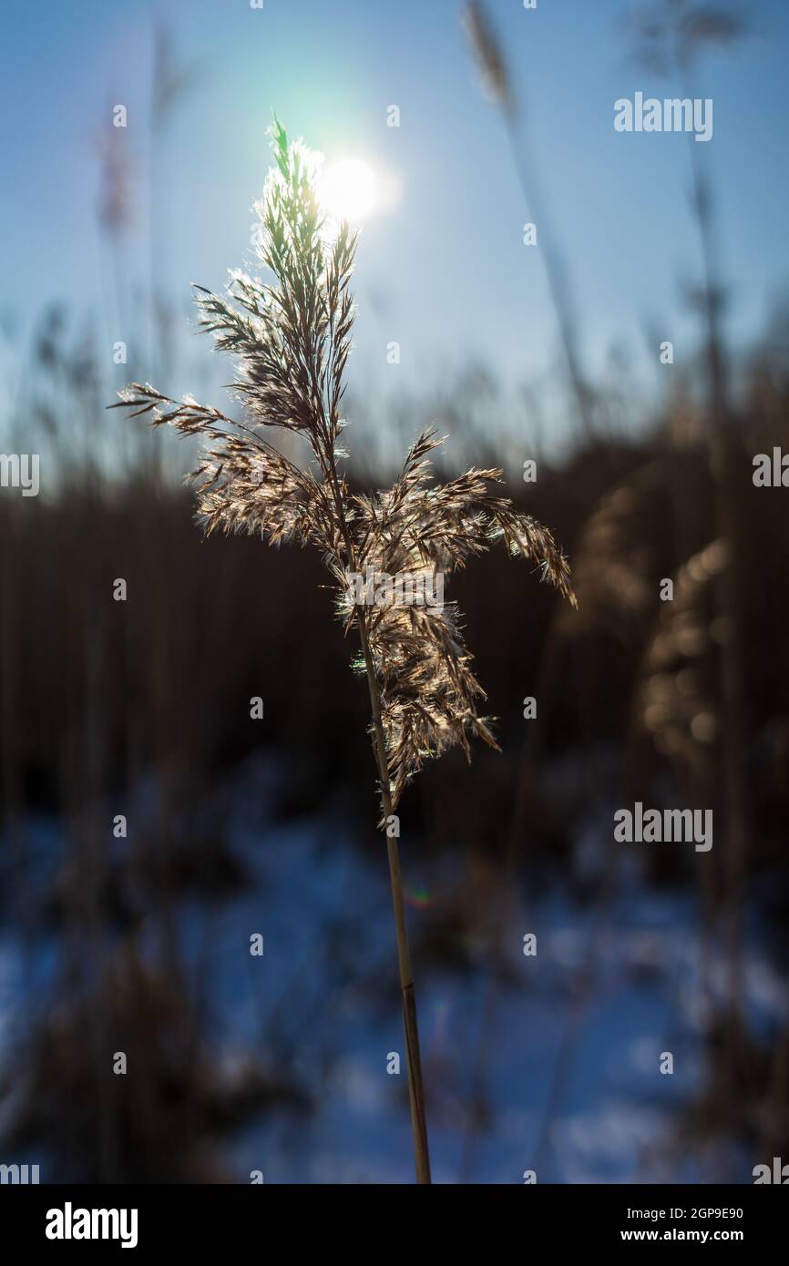 Phragmites australis seed head in backlight Stock Photo - Alamy