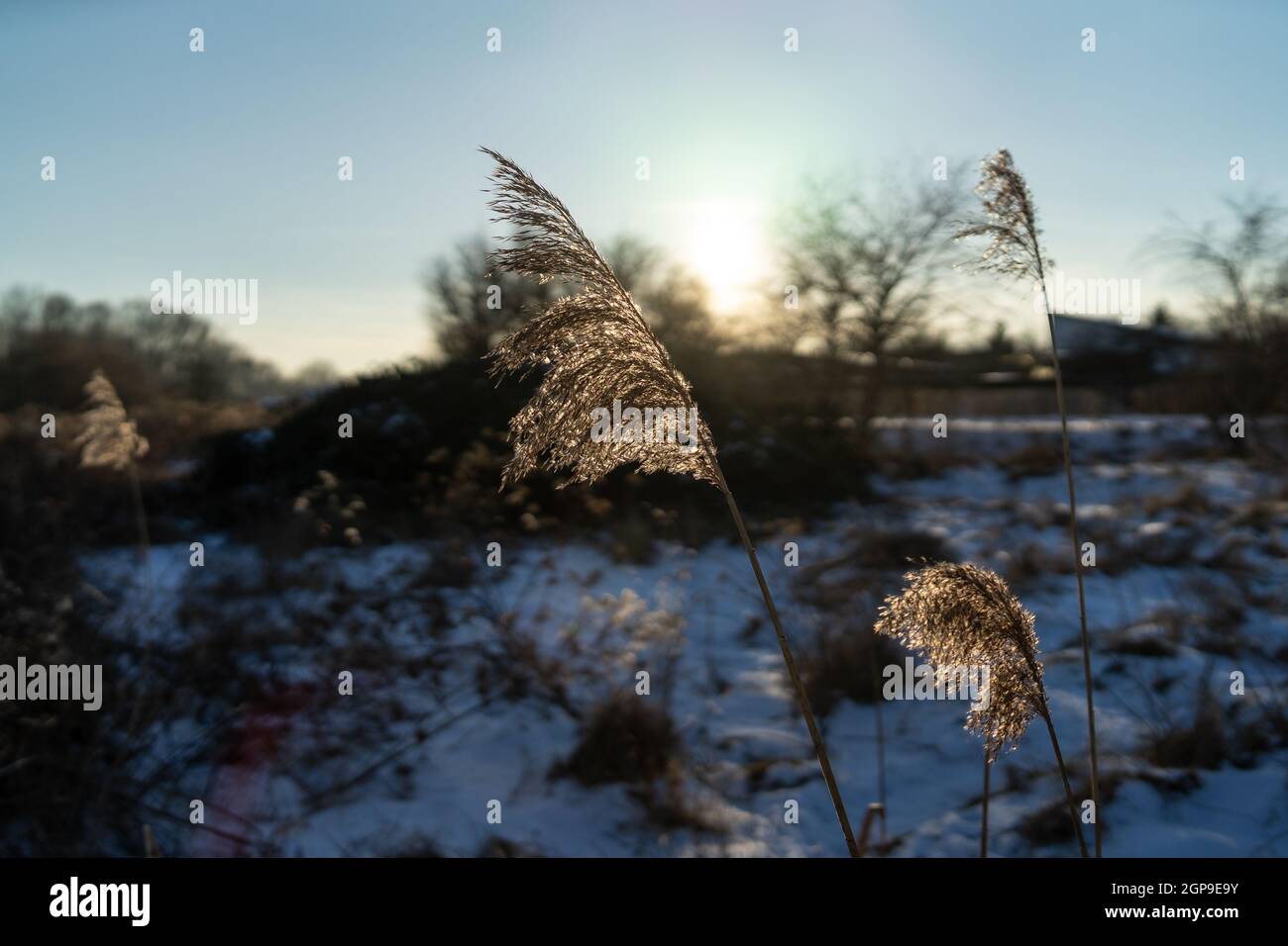 Phragmites australis seed head in backlight Stock Photo - Alamy