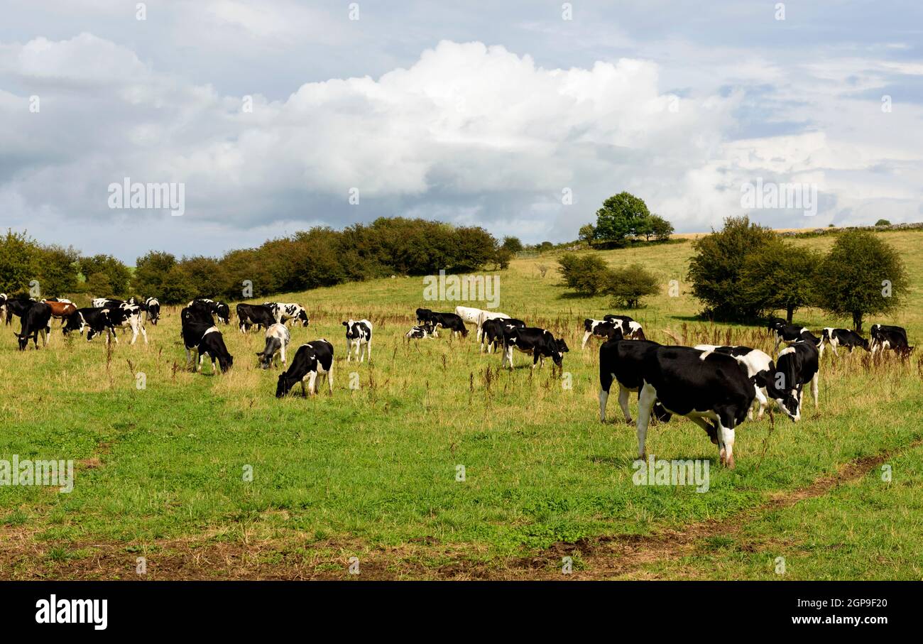 landscape of the gorgeous countryside with a group of cows pasturing in ...
