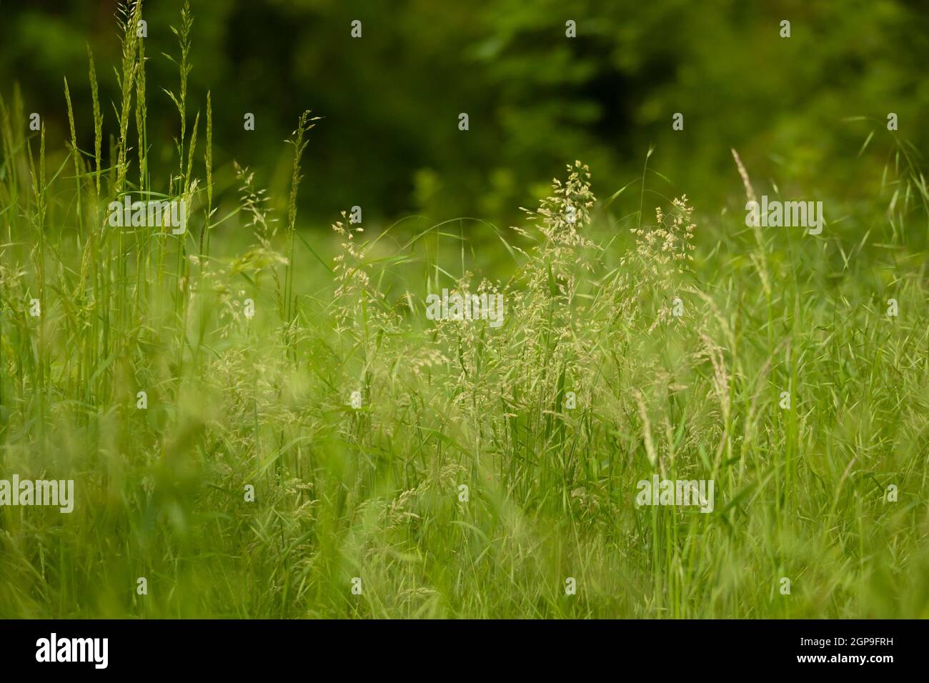 Grune wiese hi-res stock photography and images - Alamy