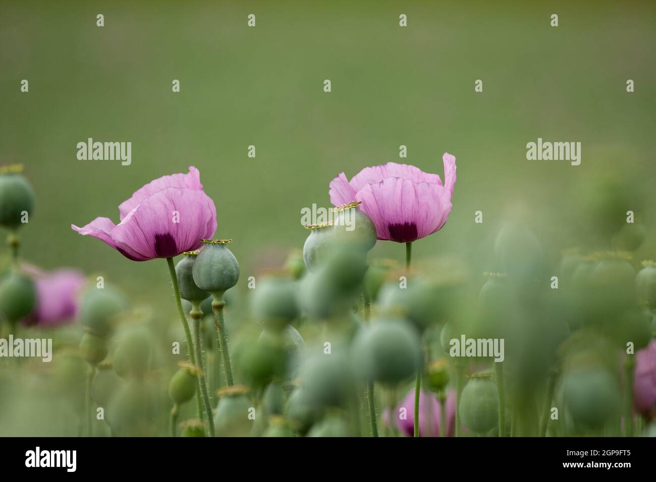 Blaumohnwiese hi-res stock photography and images - Alamy