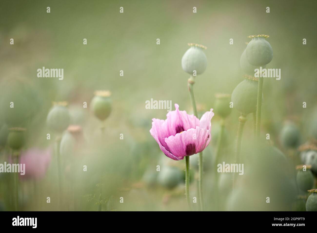 Blaumohnwiese hi-res stock photography and images - Alamy
