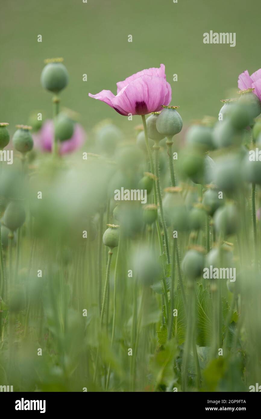 Blaumohnwiese hi-res stock photography and images - Alamy