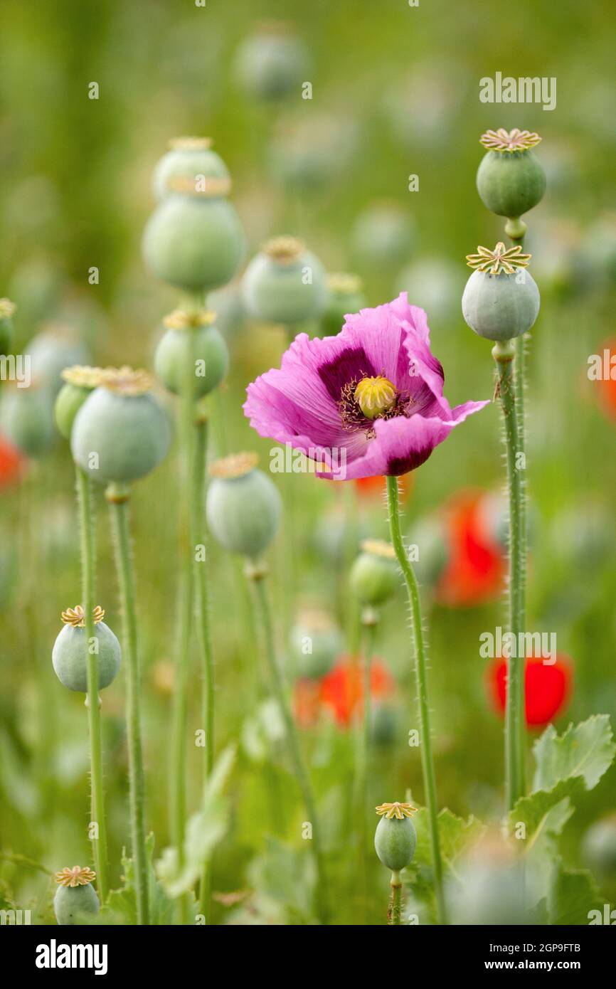 Blaumohnwiese hi-res stock photography and images - Alamy