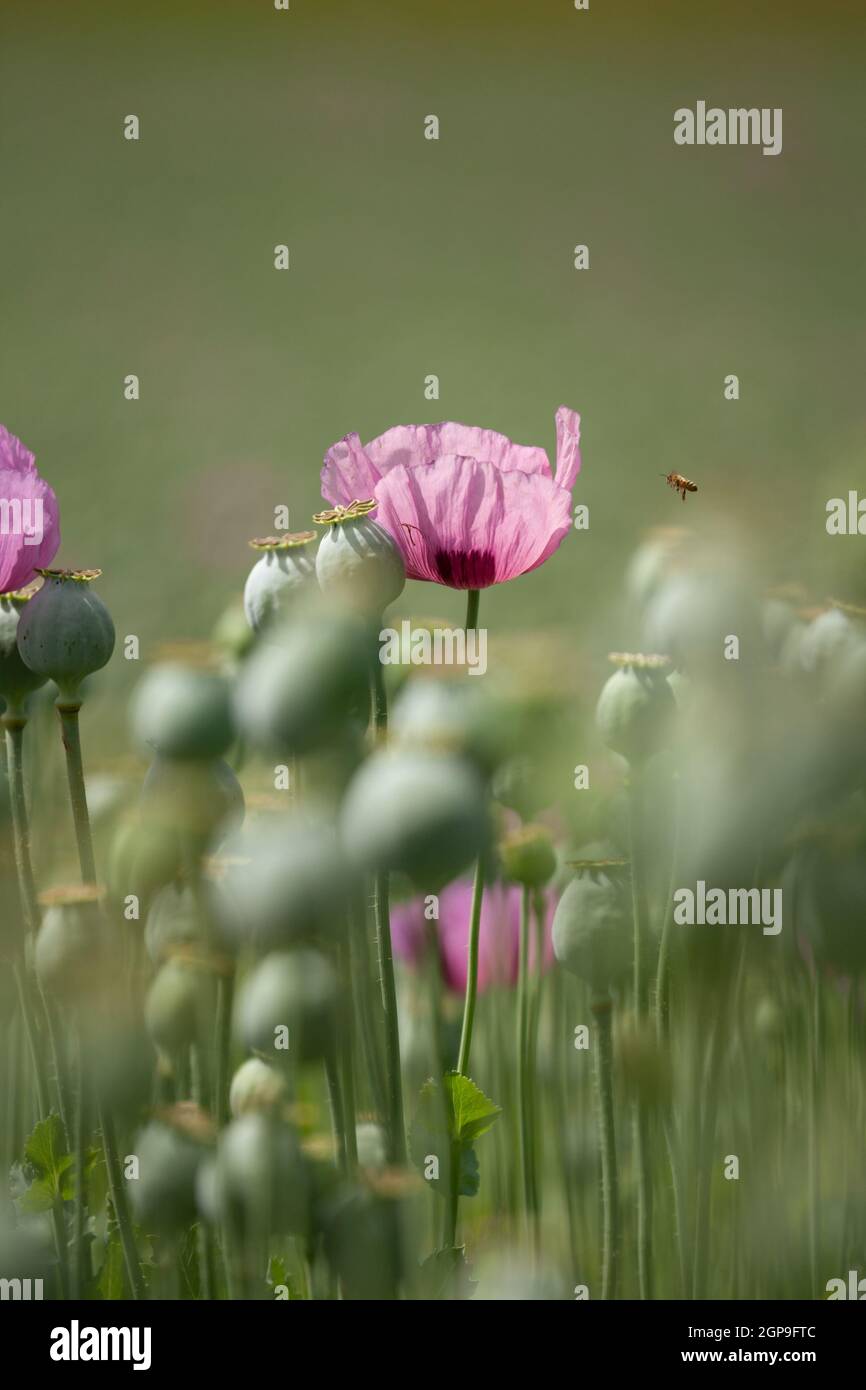 Blaumohnwiese hi-res stock photography and images - Alamy