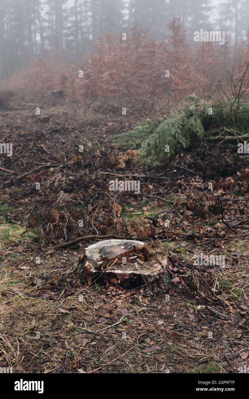 tree stump inside of woods after deforestation process during winter ...