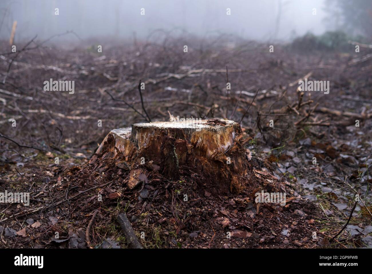 tree stump inside of woods after deforestation process during winter ...