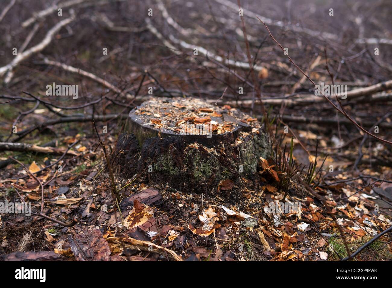 tree stump inside of woods after deforestation process during winter ...
